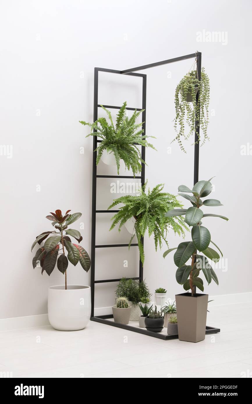 Many different houseplants in room. Interior element Stock Photo - Alamy