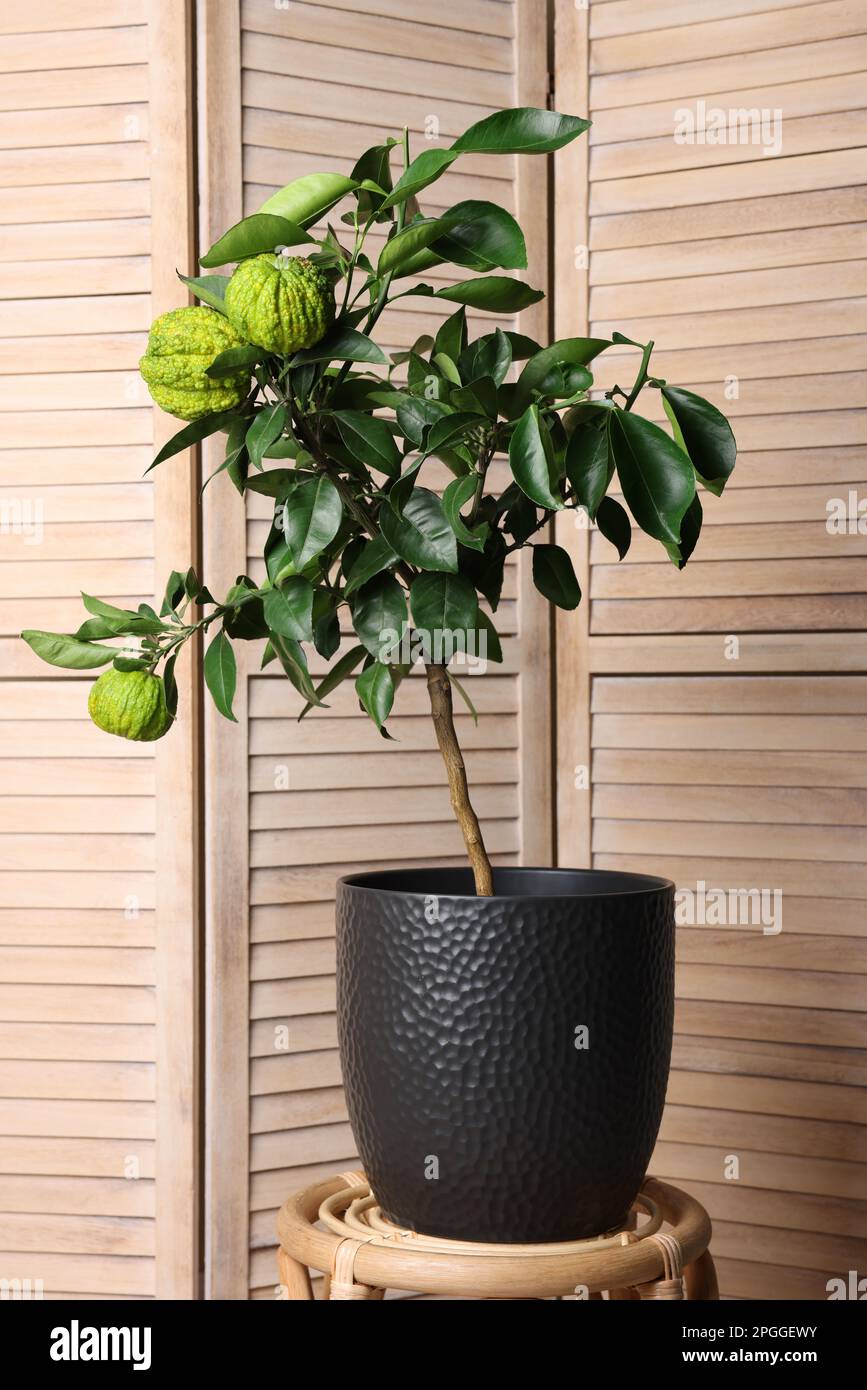 Idea for minimalist interior design. Small potted bergamot tree with ...