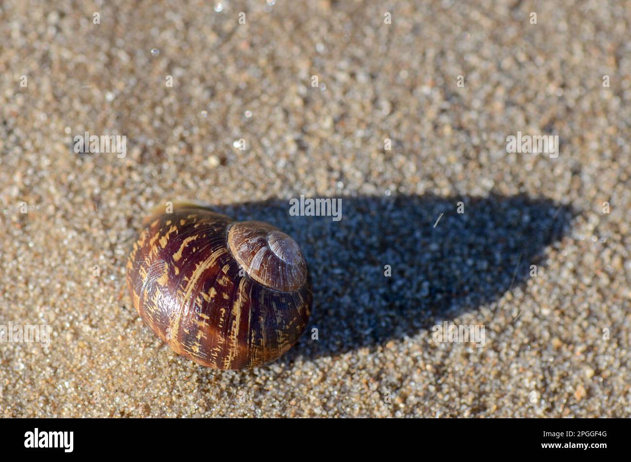 Clam shell silhouette hi-res stock photography and images - Alamy