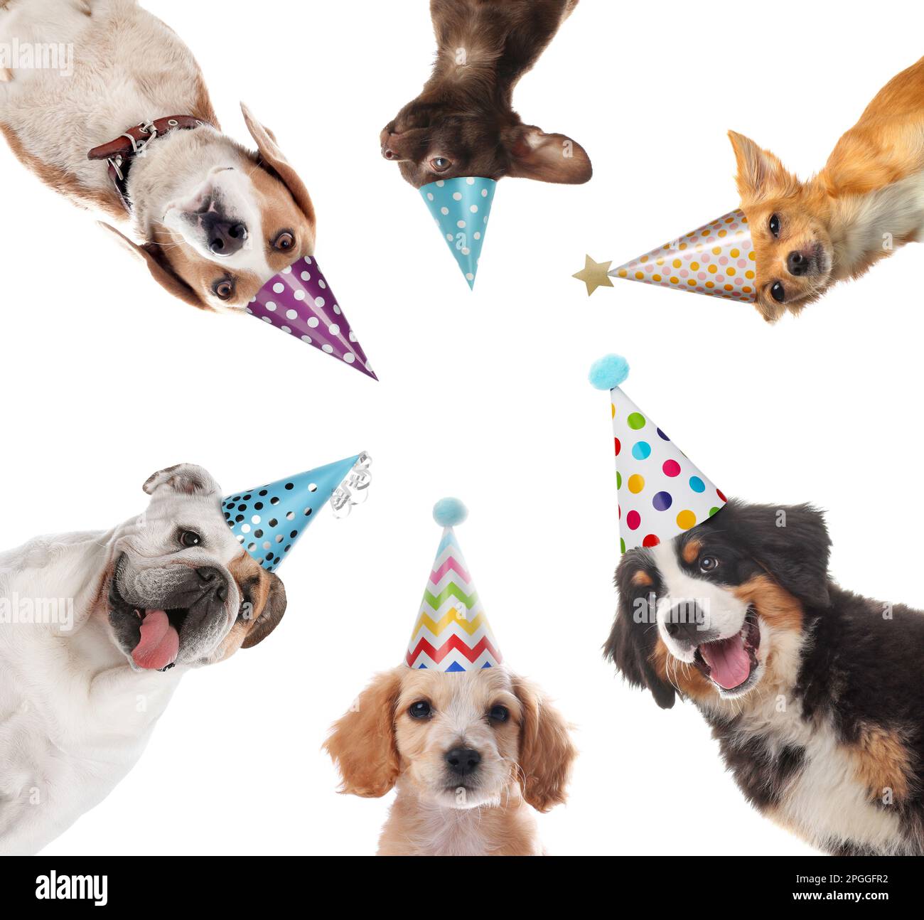 Cute dogs with party hats on white background, collage Stock Photo - Alamy