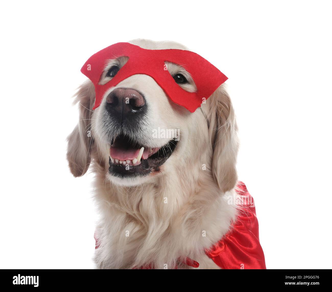 Adorable dog in red superhero mask on white background Stock Photo - Alamy