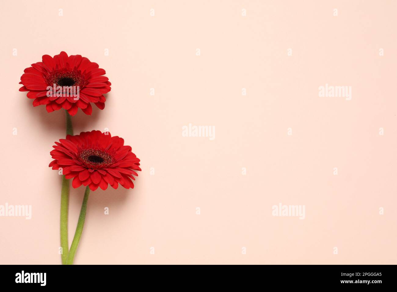 Beautiful bright gerbera flowers hi-res stock photography and images ...