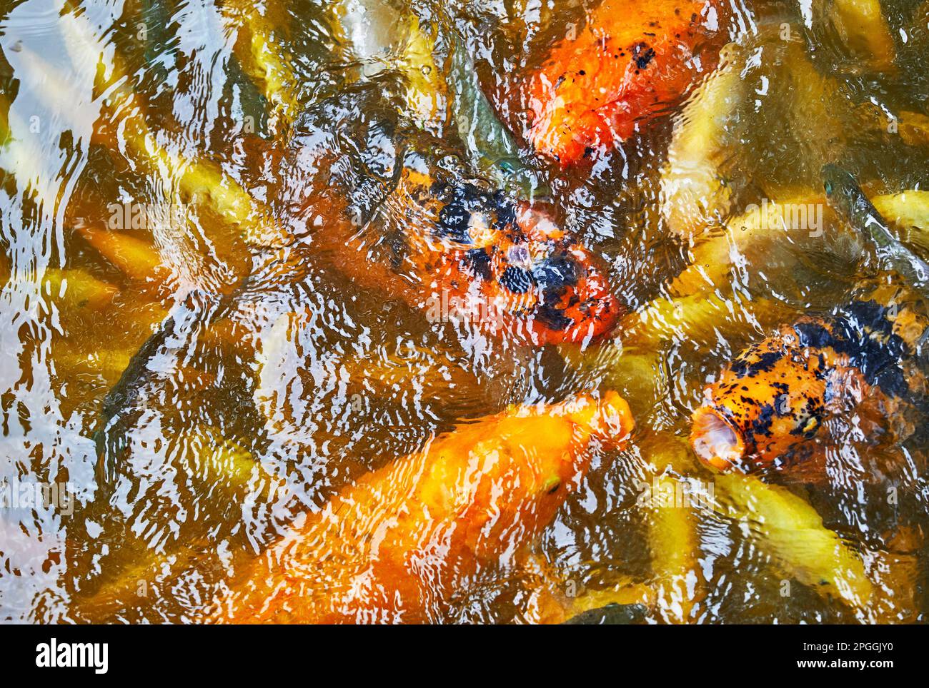 Small carp hi-res stock photography and images - Alamy