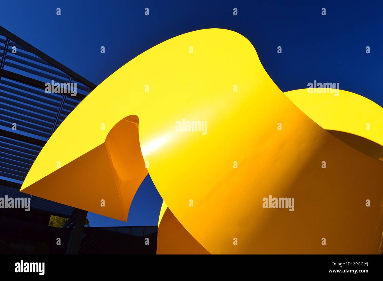 Charles O Perry's art sculpture The Ram, a curvy yellow statue, stands ...