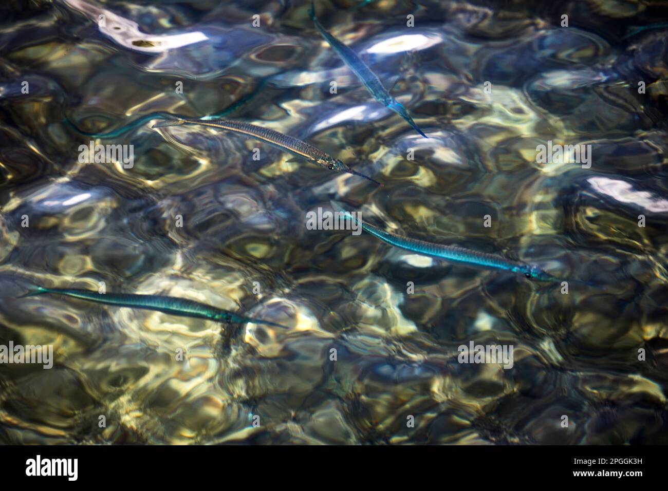 Bluespotted Cornetfish swimming in shallow water Stock Photo - Alamy