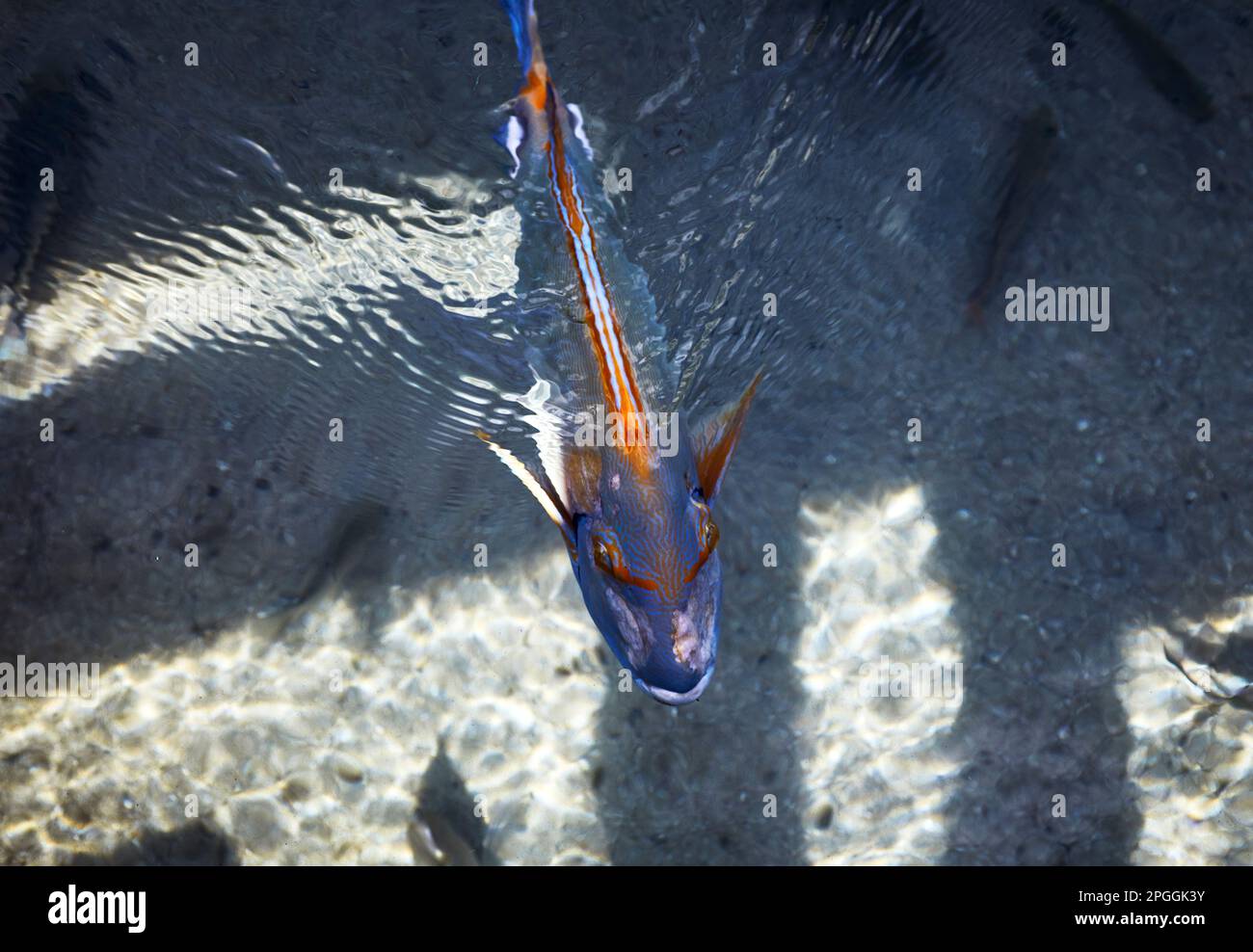 Hawaiian Tropical Uhu, Parrotfish, swimming in Shallow Water Stock ...