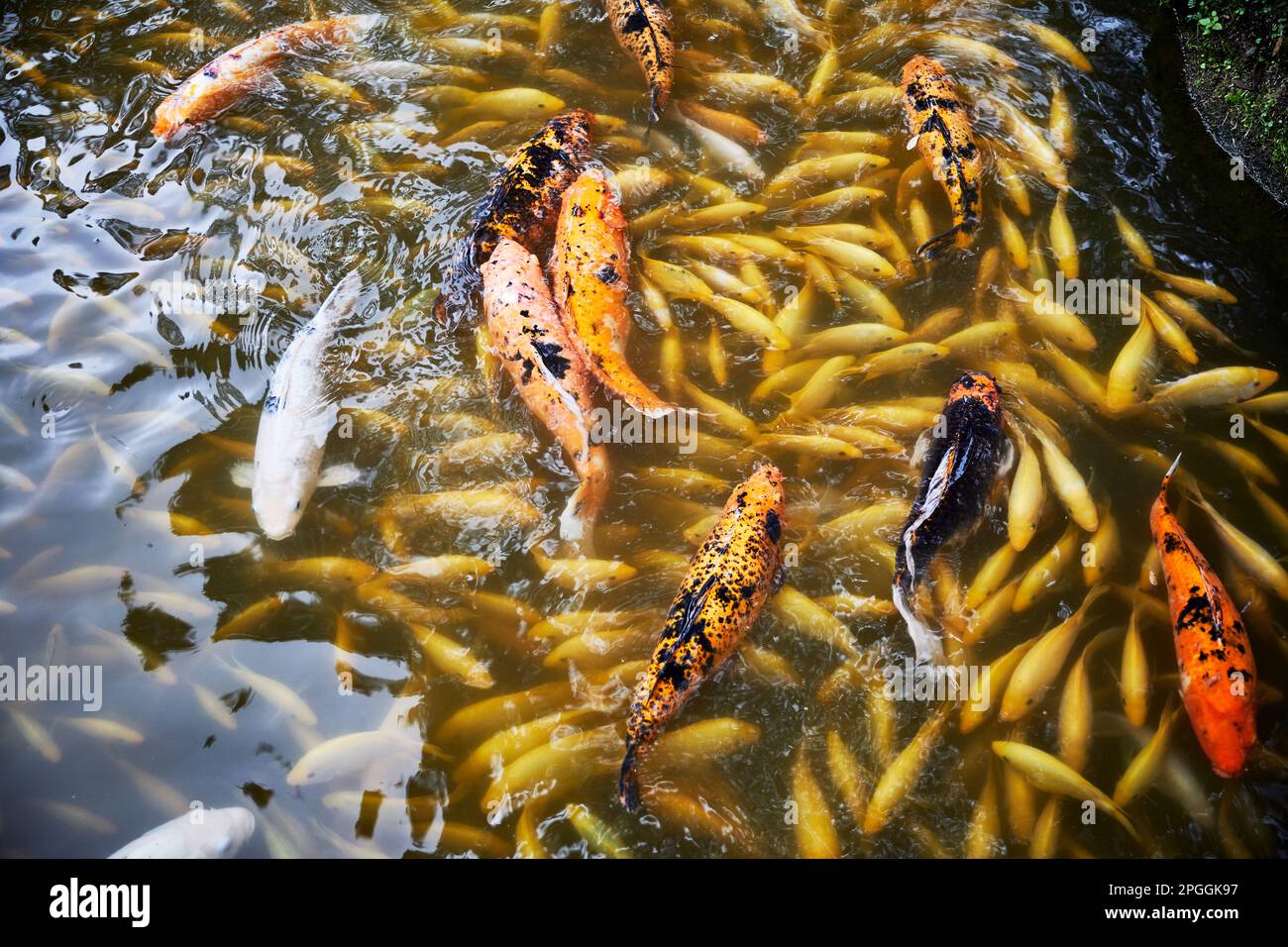 Large Koi swimming in a pond with smaller Carp Stock Photo - Alamy