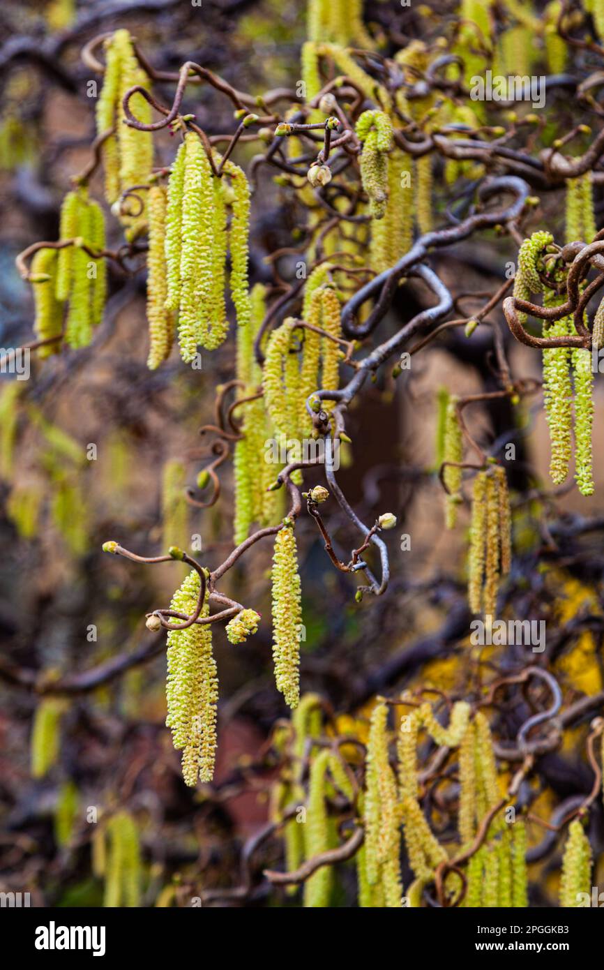 Catkin in the woods hi-res stock photography and images - Alamy