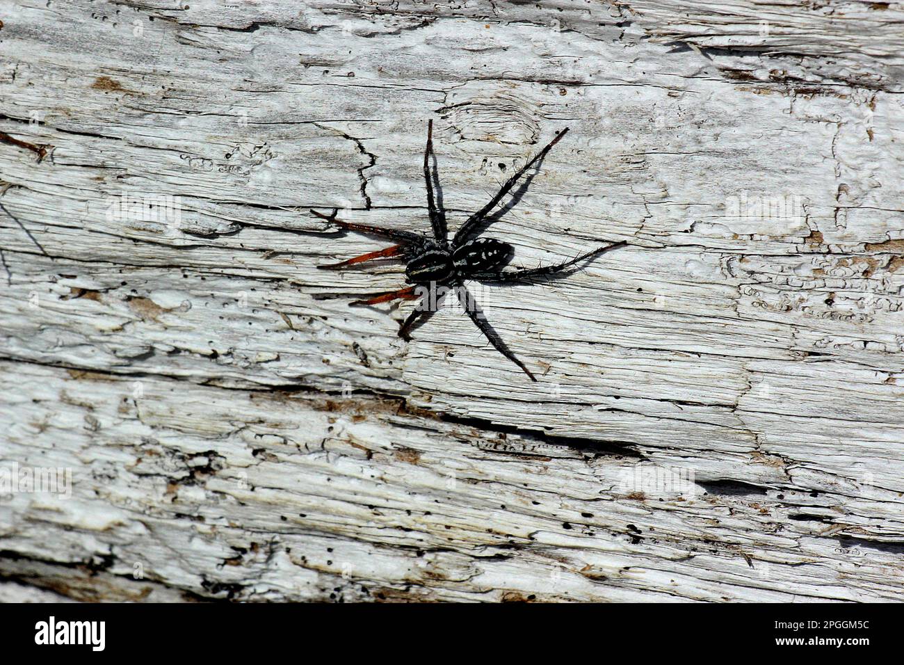 Spotted ground swift spider (Nyssus coloripes Stock Photo - Alamy