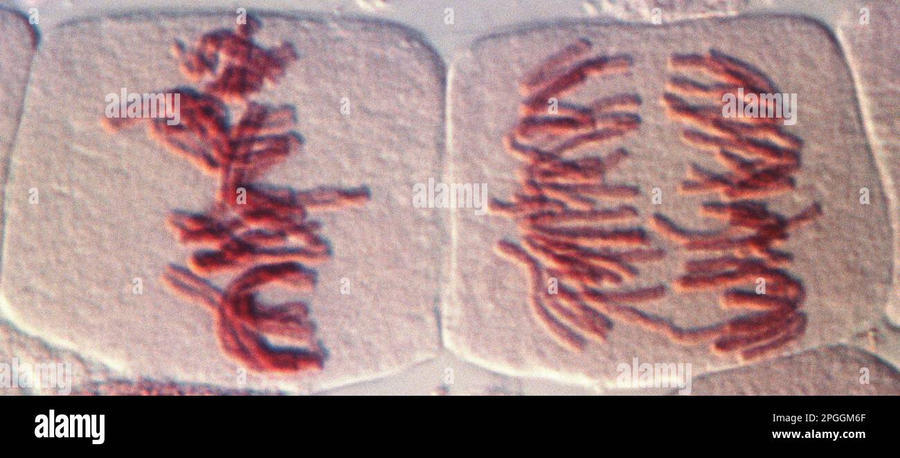 Mitosis, light micrograph Stock Photo - Alamy