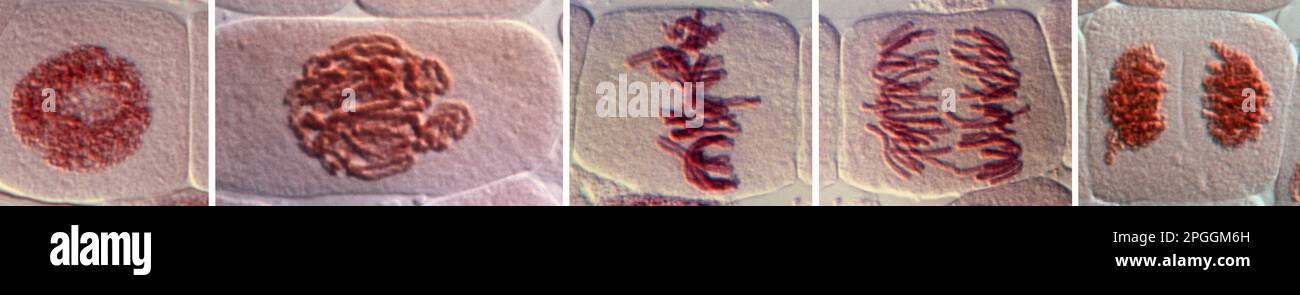 Mitosis, light micrograph Stock Photo - Alamy