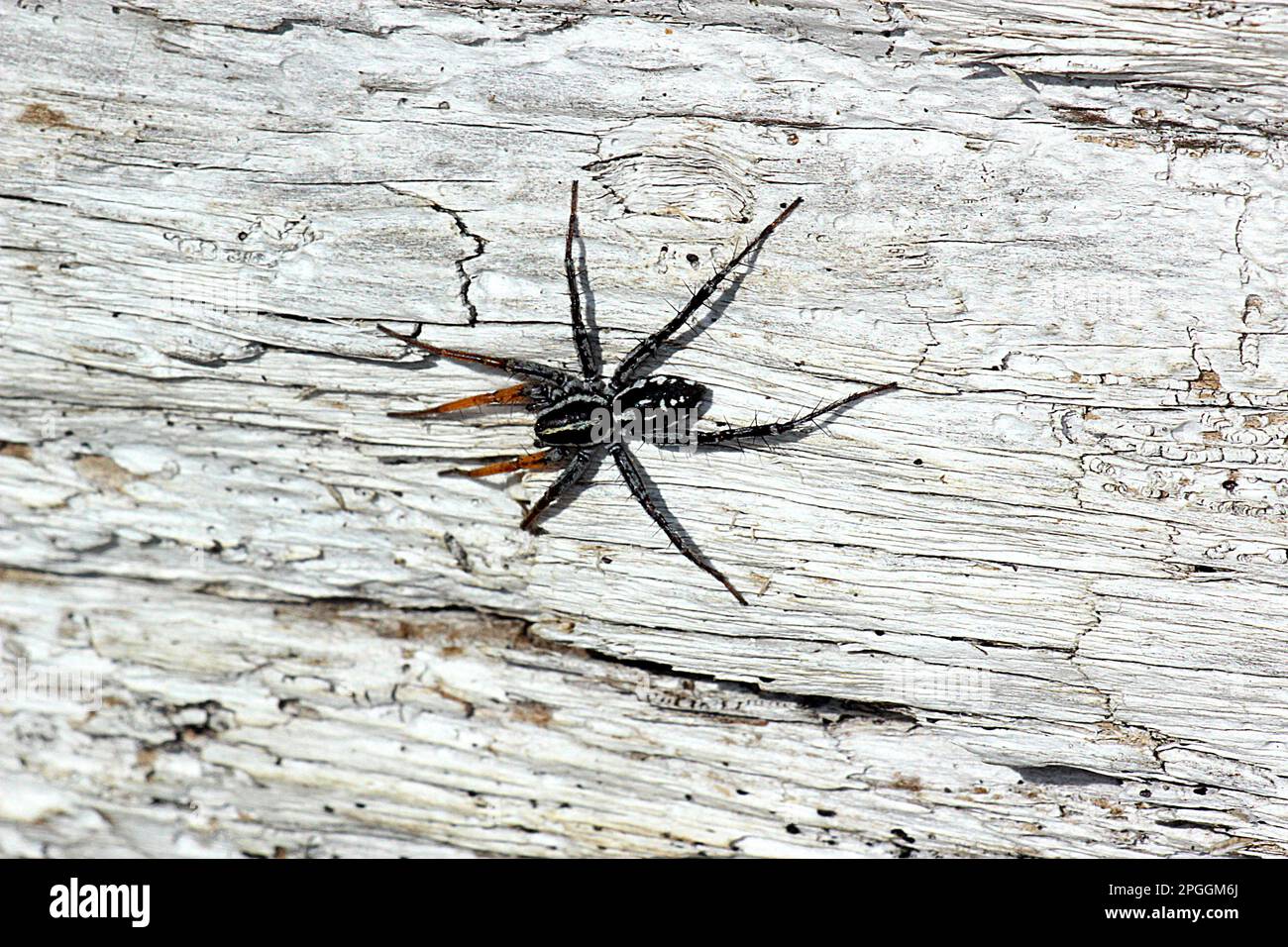 Spotted ground swift spider (Nyssus coloripes Stock Photo - Alamy