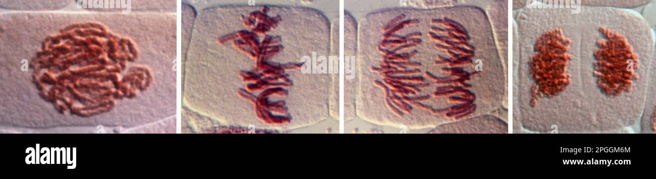 Mitosis, light micrograph Stock Photo - Alamy