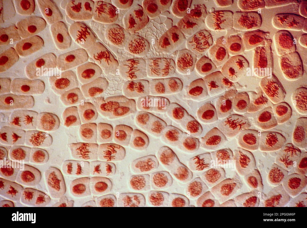 Mitosis, light micrograph Stock Photo - Alamy