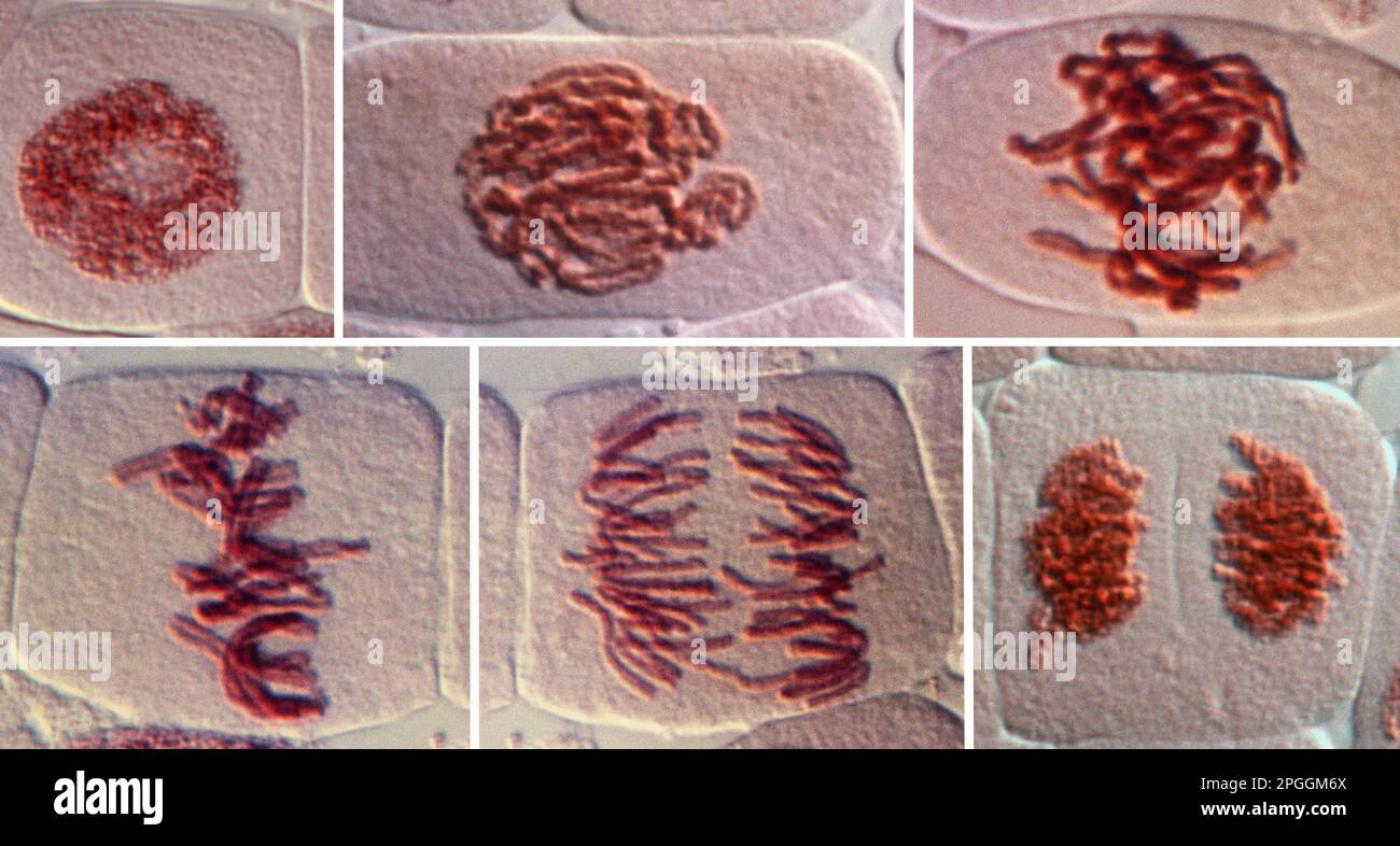 Mitosis, light micrograph Stock Photo - Alamy