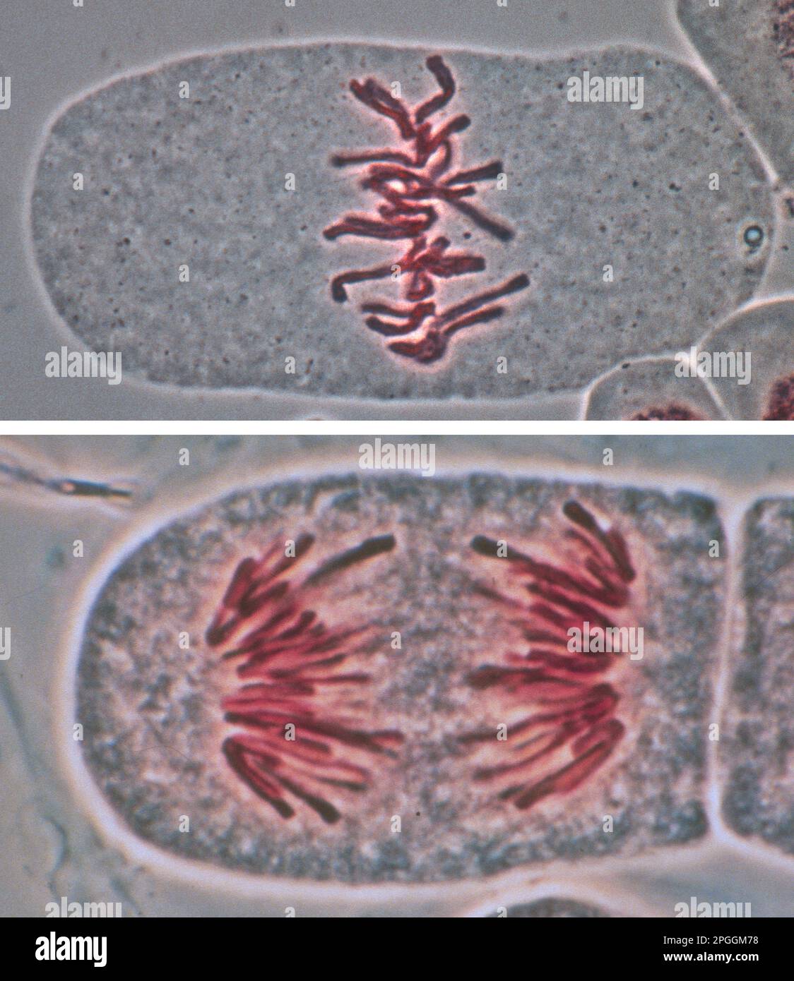 Mitosis, light micrograph Stock Photo - Alamy
