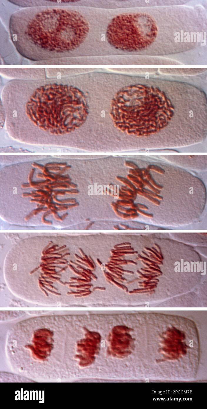 Mitosis in binucleate cells, light micrograph Stock Photo - Alamy