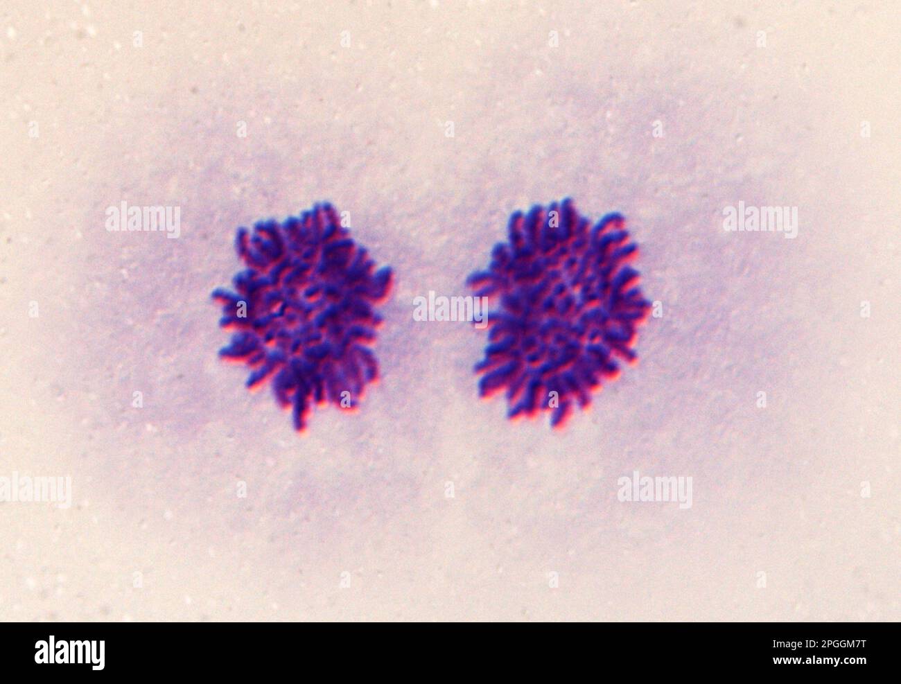 Mitosis, light micrograph Stock Photo - Alamy