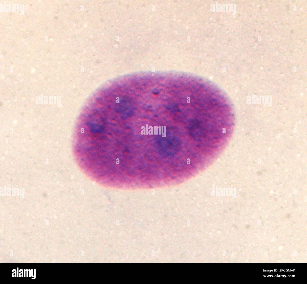 Mitosis, light micrograph Stock Photo - Alamy