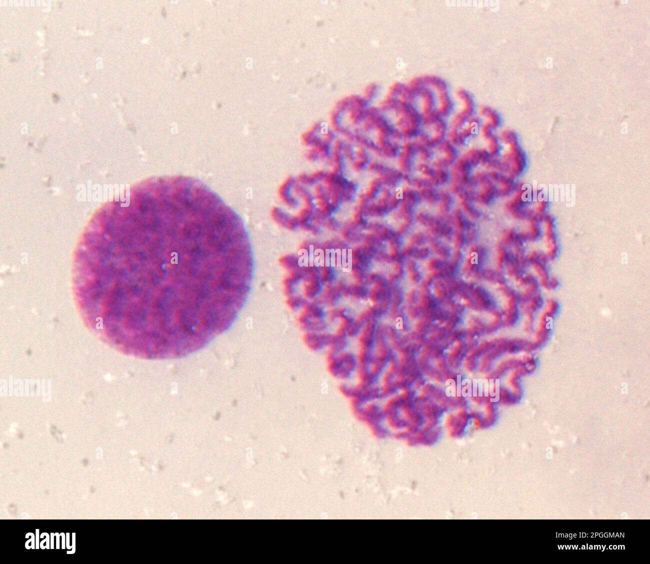 Mitosis, light micrograph Stock Photo - Alamy