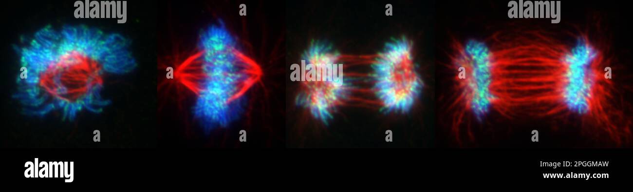 Mitosis, light micrograph Stock Photo - Alamy