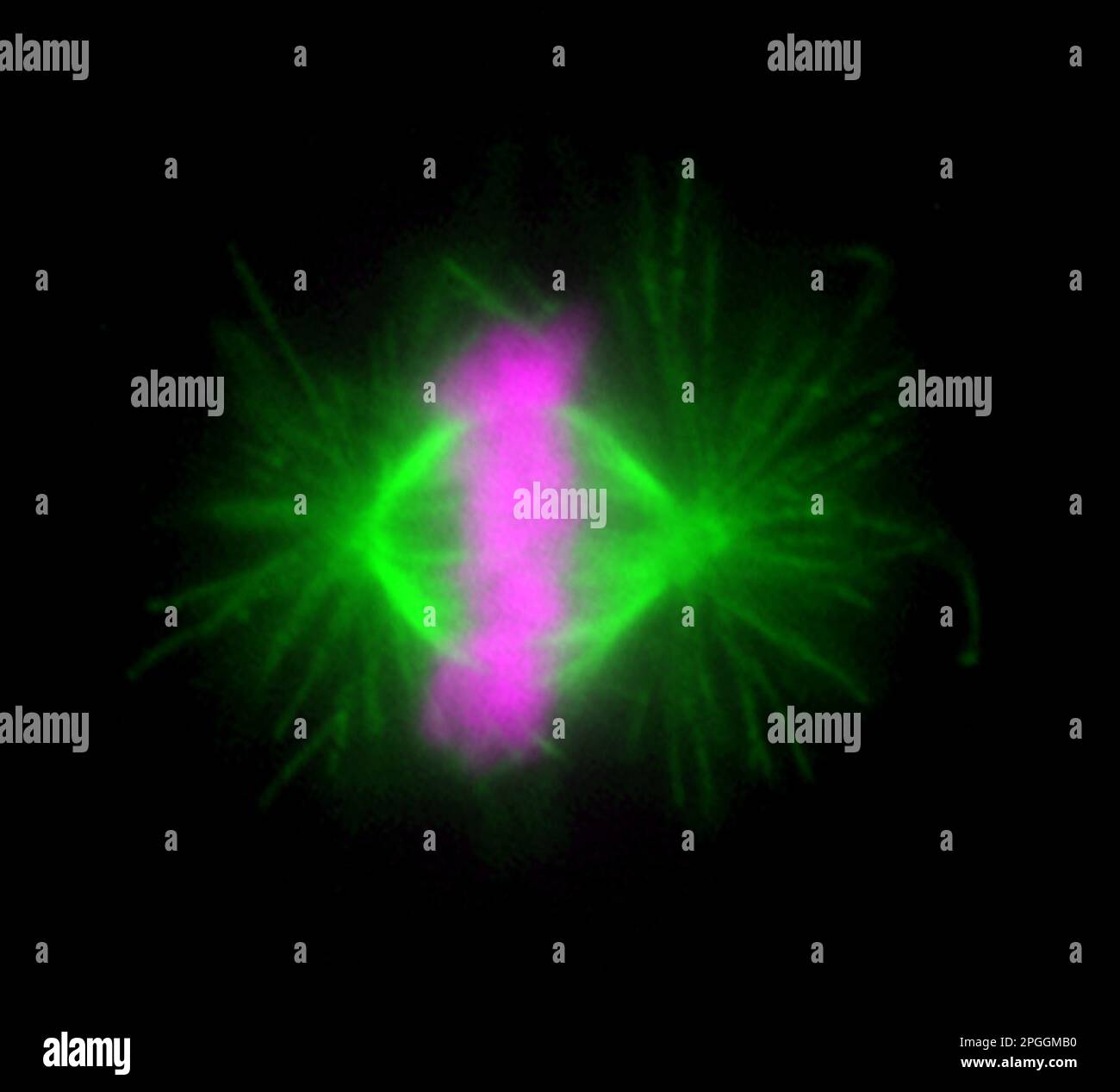 Mitosis, light micrograph Stock Photo - Alamy