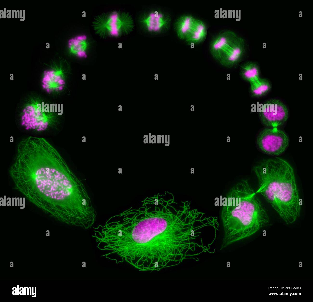 Mitosis and cytokinesis, light micrograph Stock Photo - Alamy