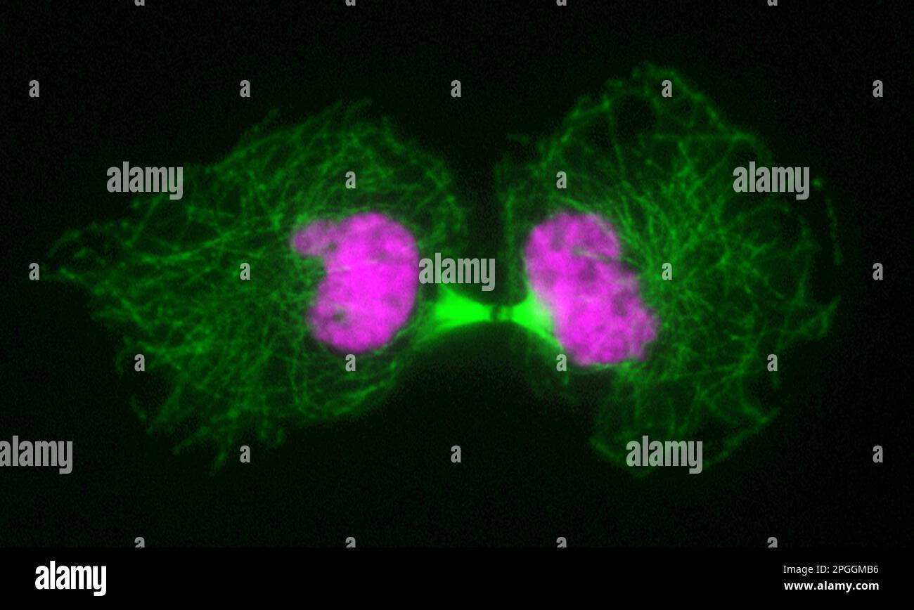 Cytokinesis, light micrograph Stock Photo - Alamy