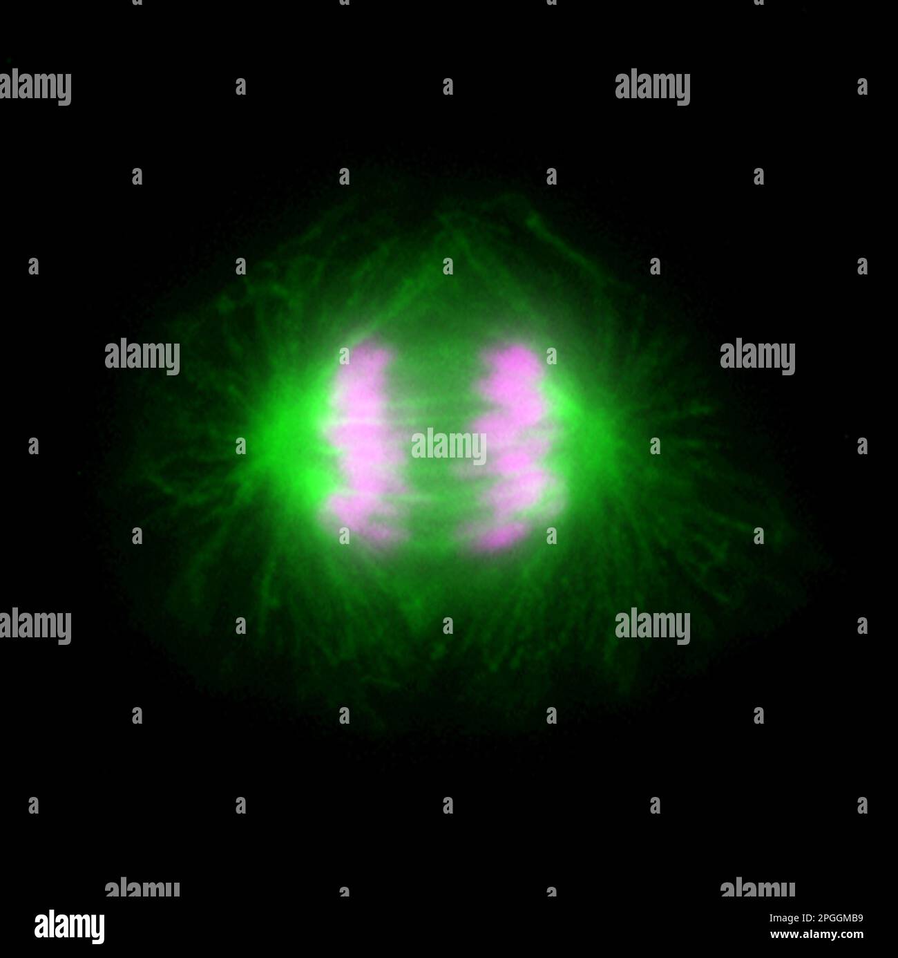 Mitosis, light micrograph Stock Photo - Alamy