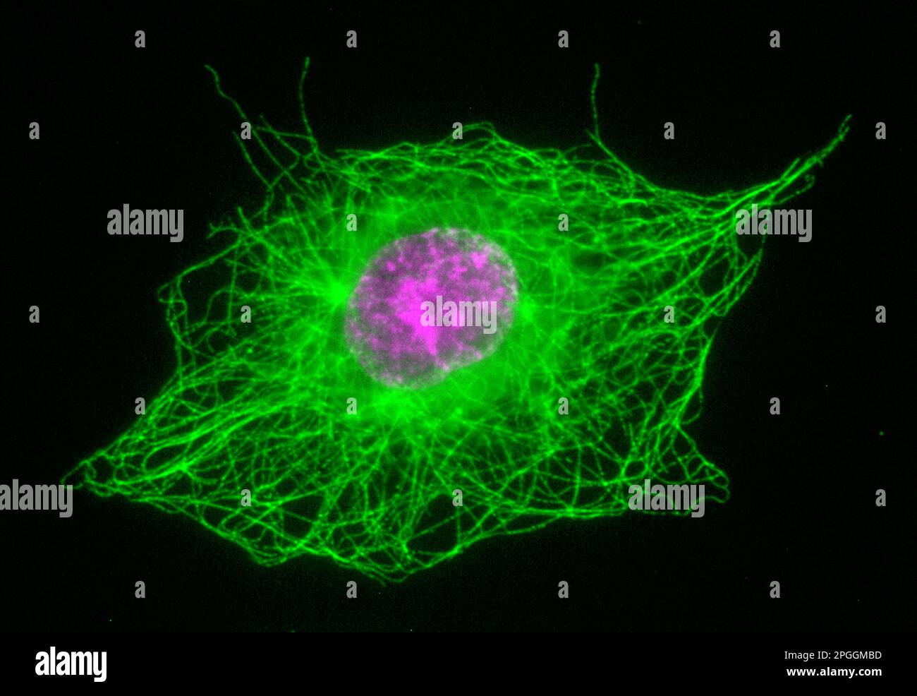 Mitosis, light micrograph Stock Photo - Alamy