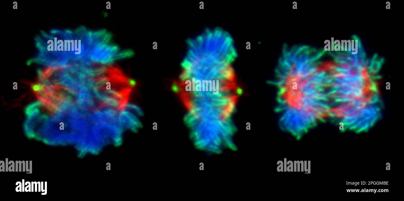 Mitosis, light micrograph Stock Photo - Alamy