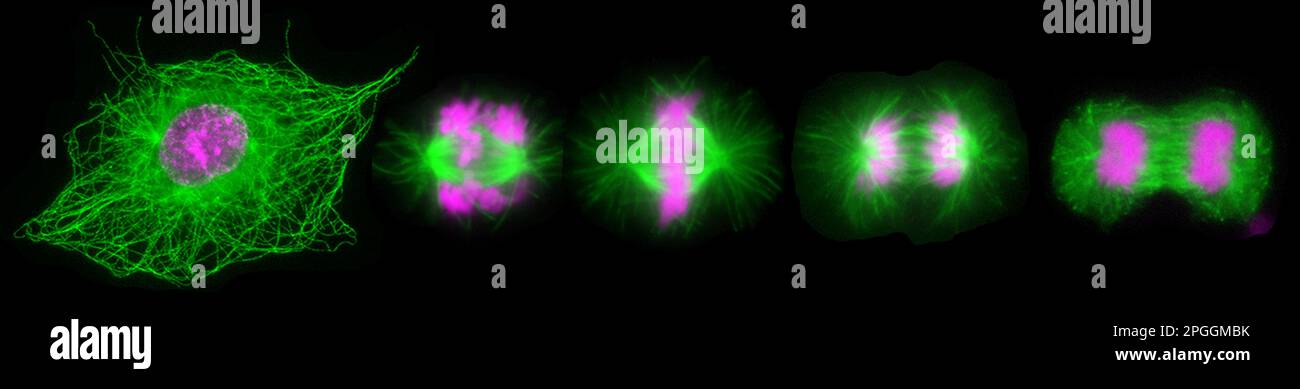Mitosis, light micrograph Stock Photo - Alamy