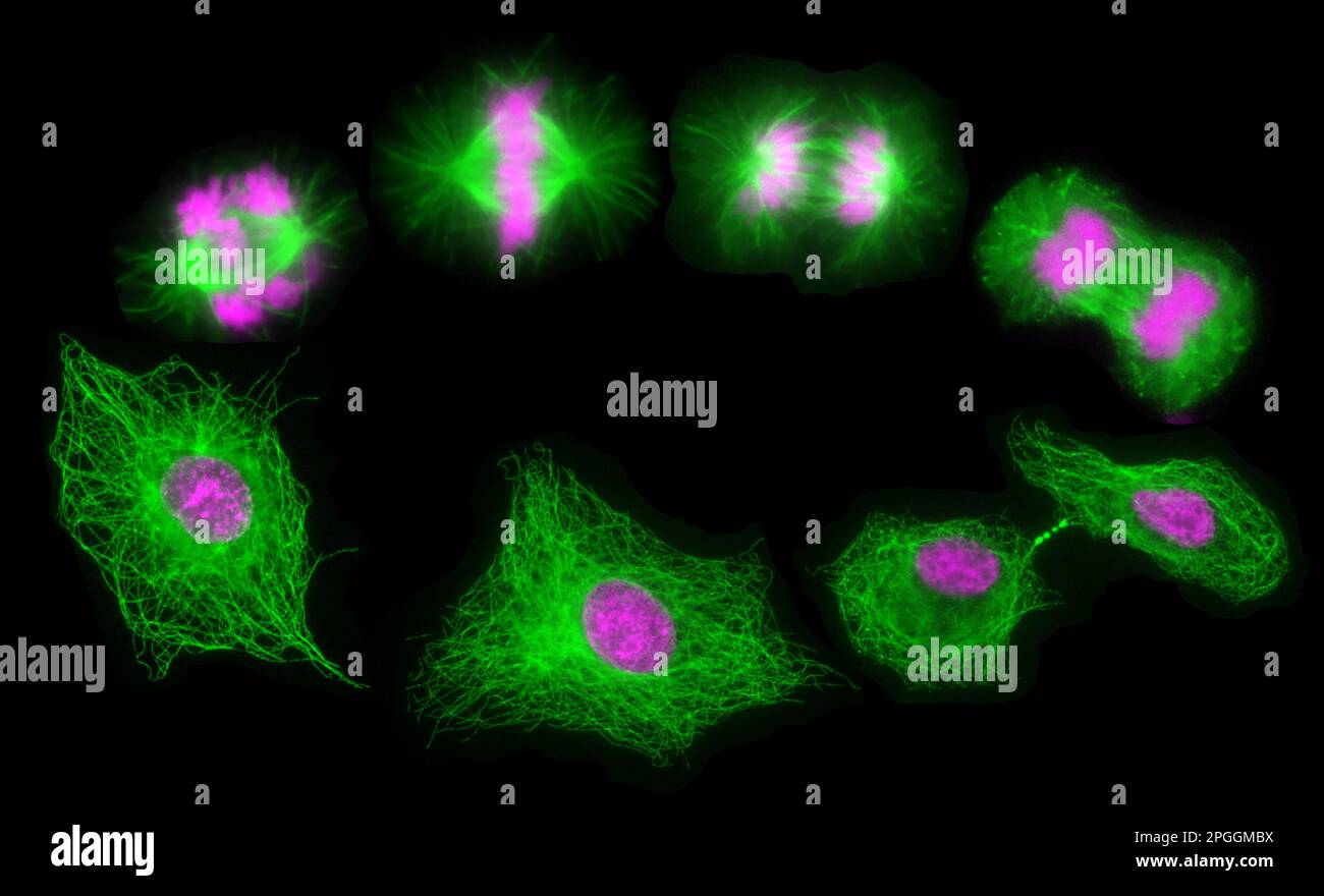 Mitosis and cytokinesis, light micrograph Stock Photo - Alamy