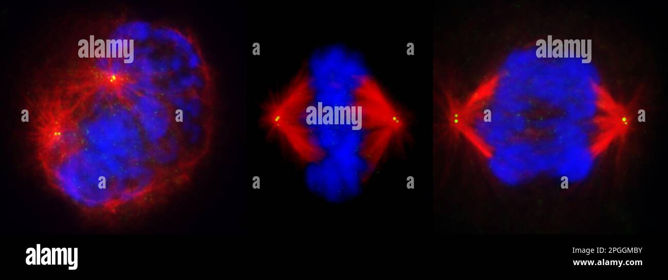 Mitosis, light micrograph Stock Photo - Alamy