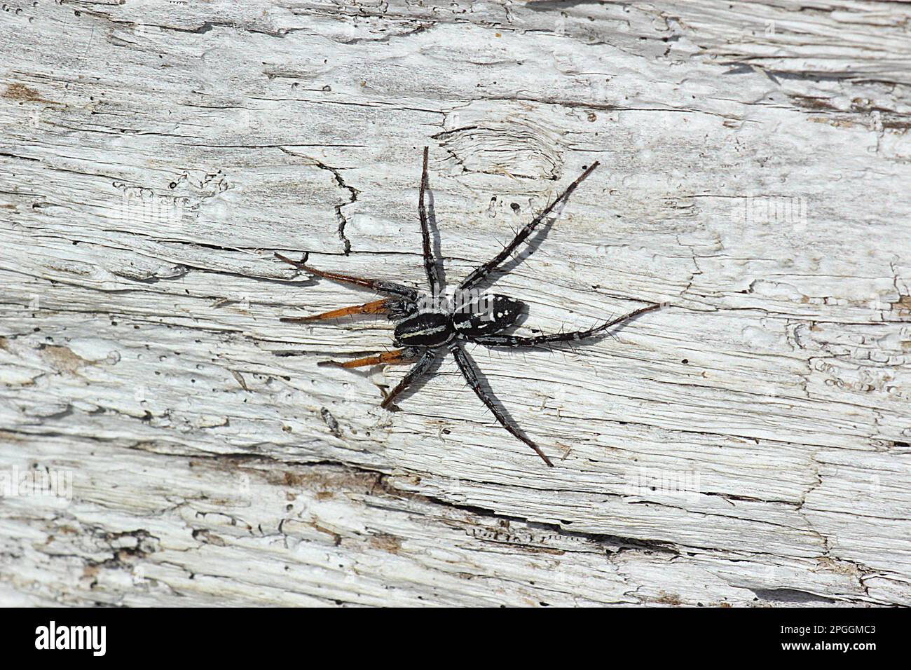 Spotted ground swift spider (Nyssus coloripes Stock Photo - Alamy