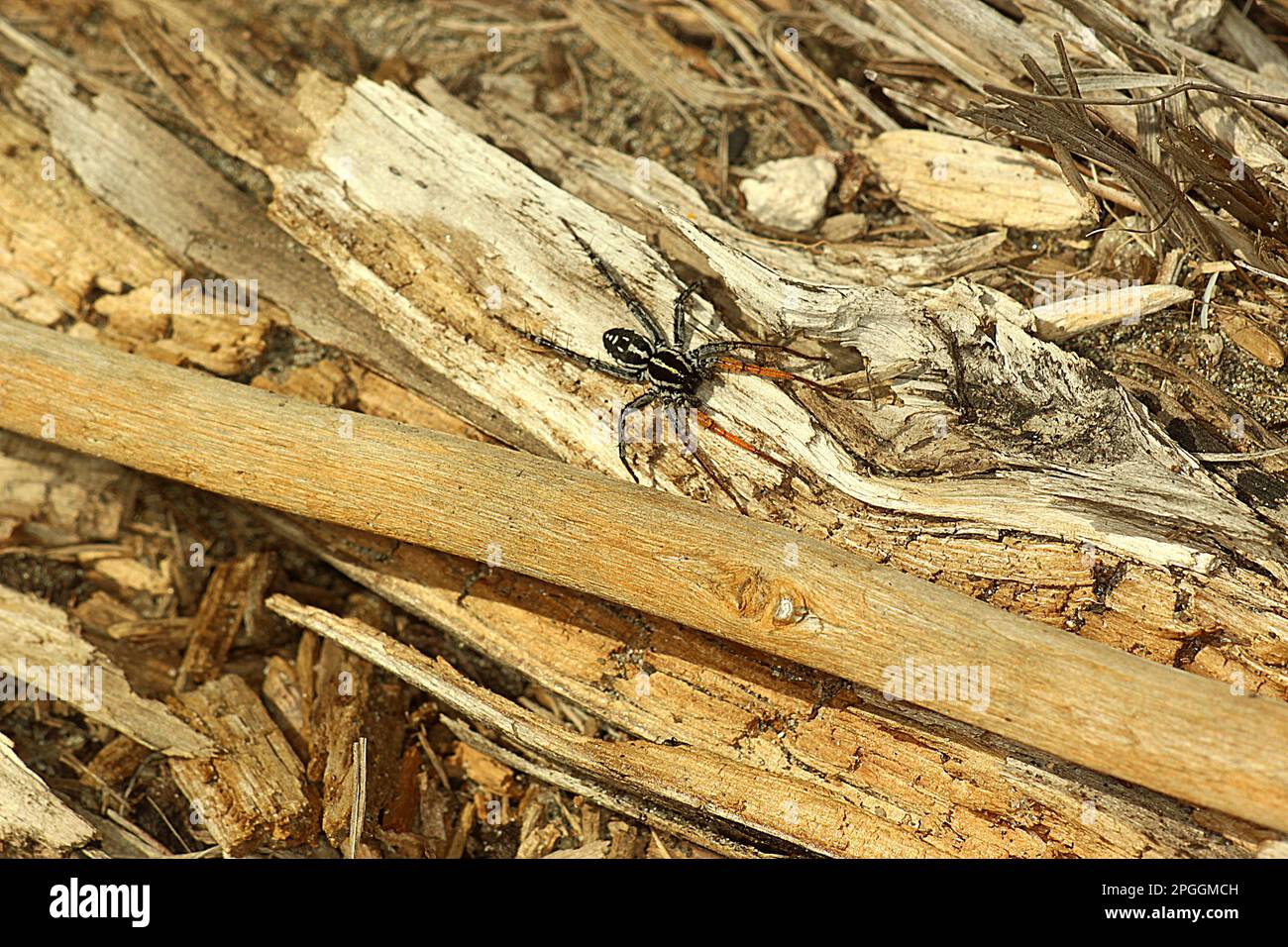 Spotted ground swift spider (Nyssus coloripes Stock Photo - Alamy