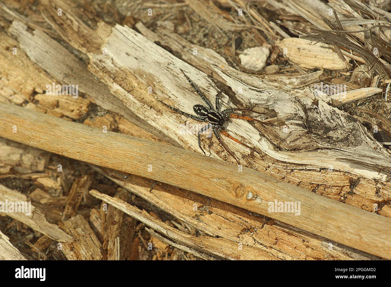 Spotted ground swift spider (Nyssus coloripes Stock Photo - Alamy