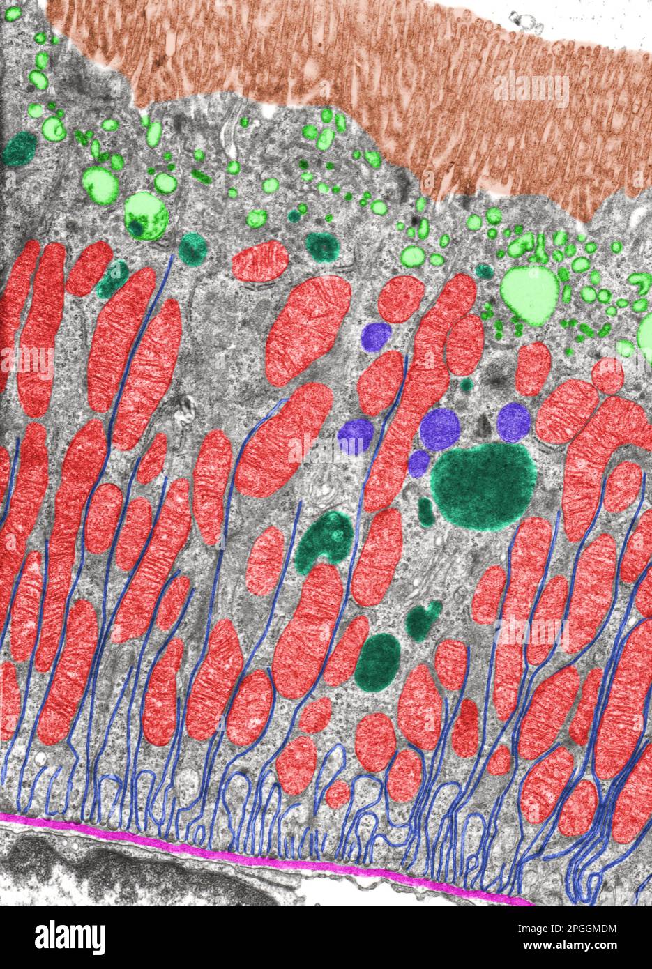 Kidney proximal convoluted tubule, TEM Stock Photo - Alamy