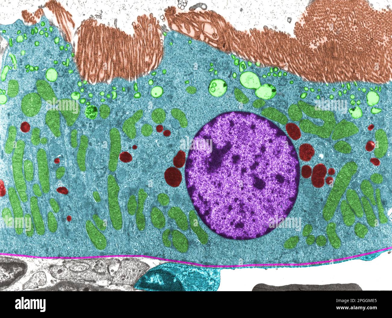 Kidney proximal convoluted tubule, TEM Stock Photo - Alamy