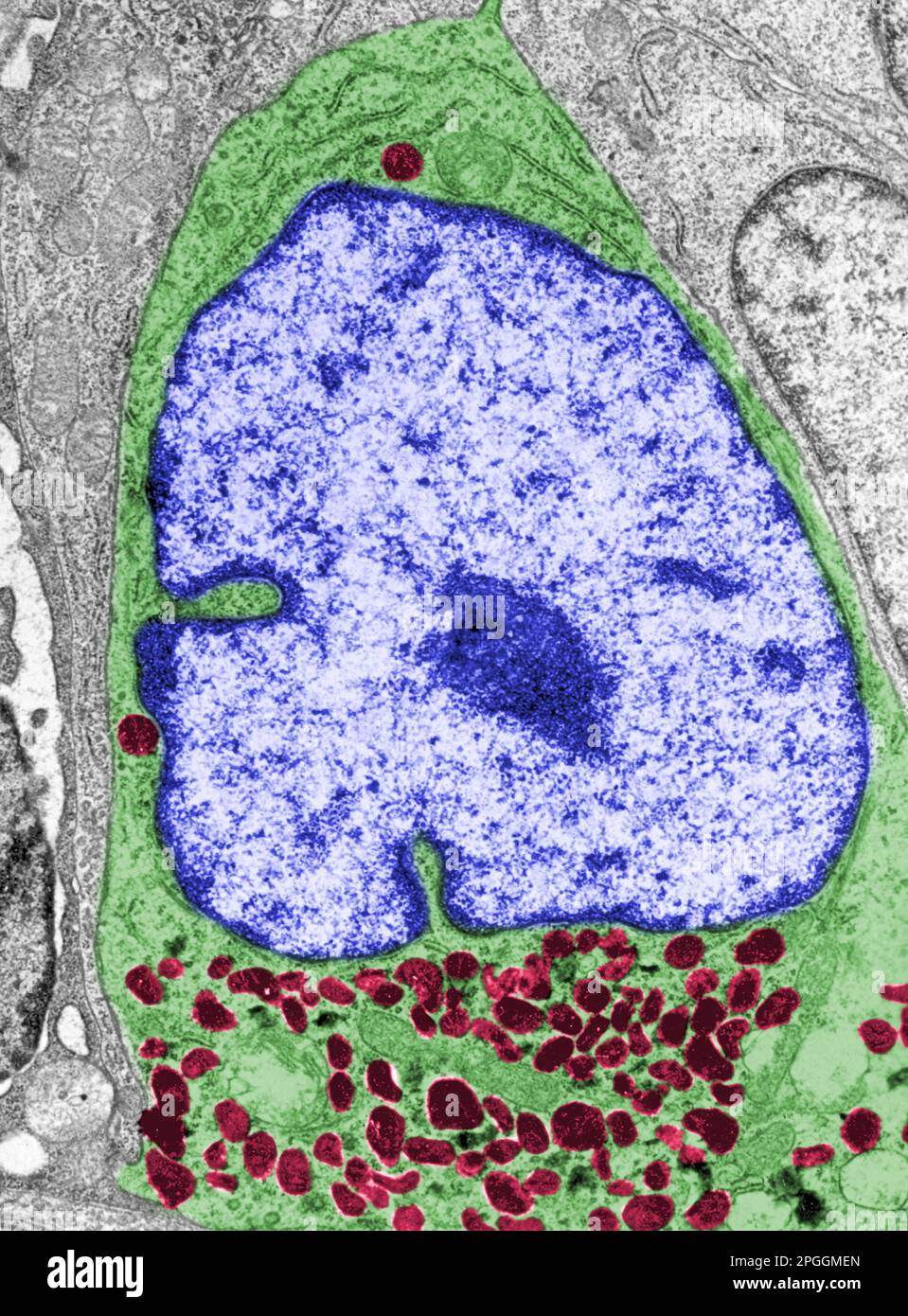 Endocrine cell in intestinal epithelium, TEM Stock Photo - Alamy