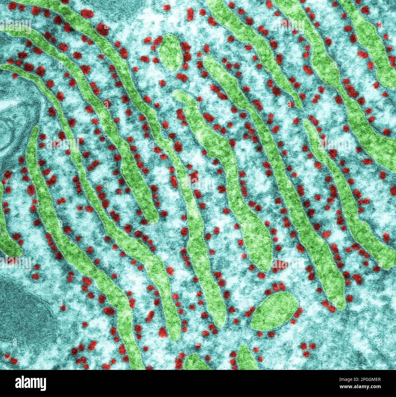 Rough endoplasmic reticulum, TEM Stock Photo - Alamy