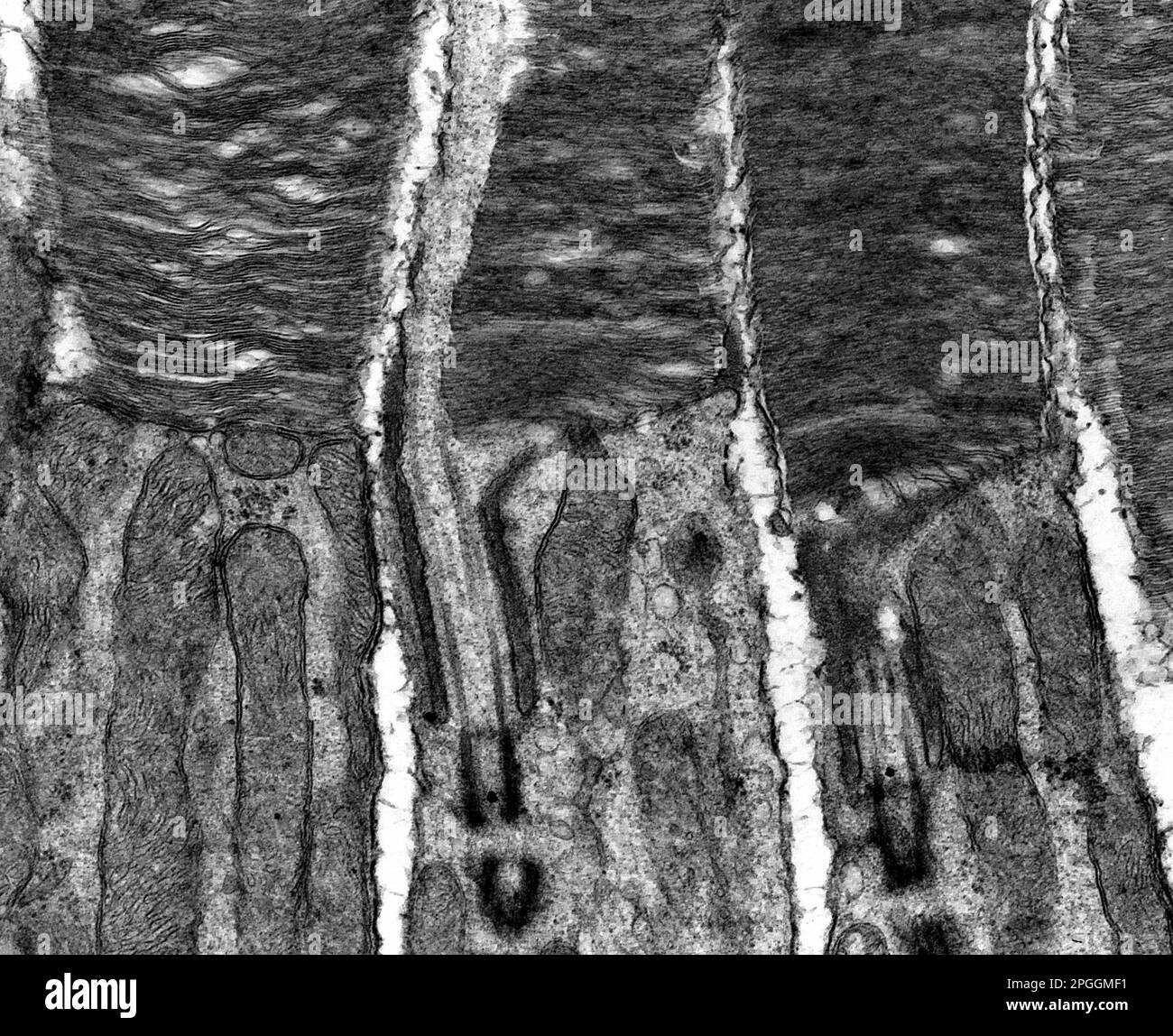 Retina photoreceptors, TEM Stock Photo - Alamy
