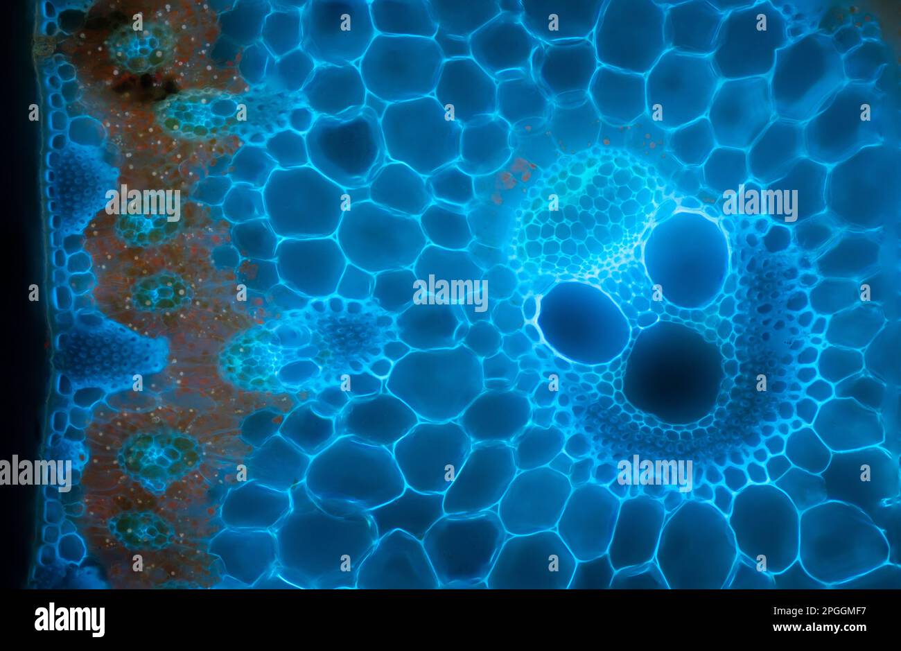 Bullrush stem, light micrograph Stock Photo - Alamy