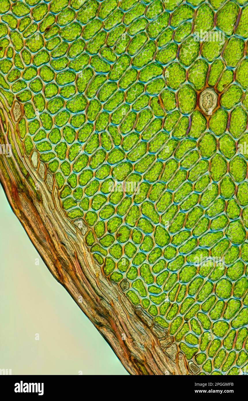 Moss (Cinclidium stygium), light micrograph Stock Photo - Alamy