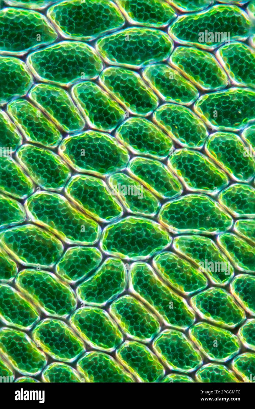Moss (Cinclidium stygium), light micrograph Stock Photo - Alamy