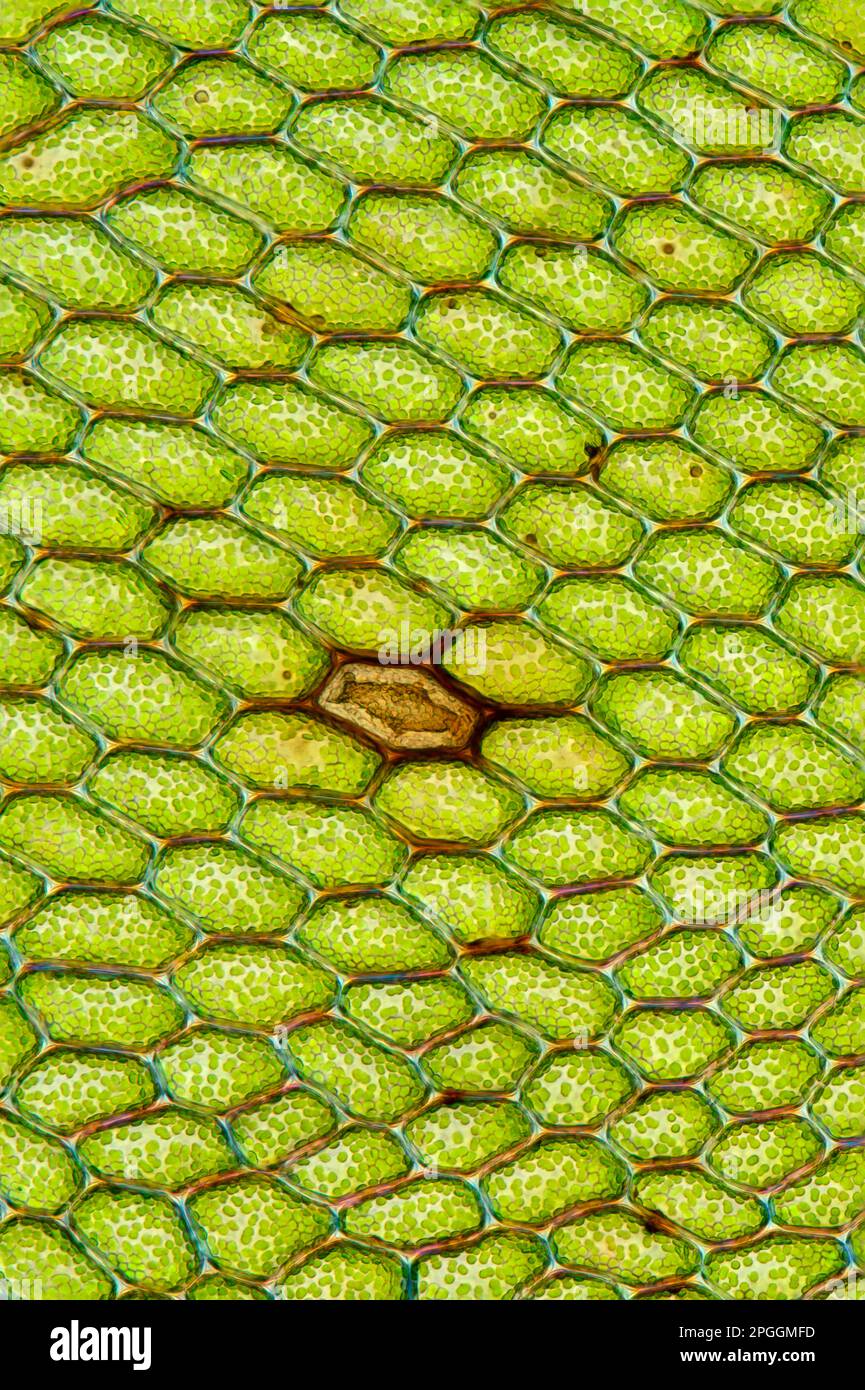 Moss (Cinclidium stygium), light micrograph Stock Photo - Alamy