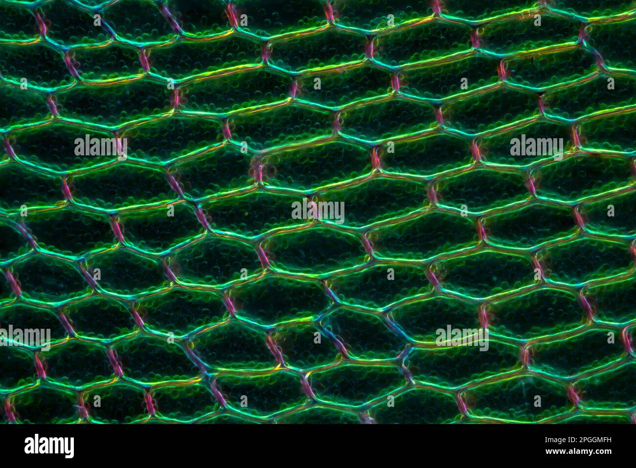 Moss (Cinclidium stygium), light micrograph Stock Photo - Alamy