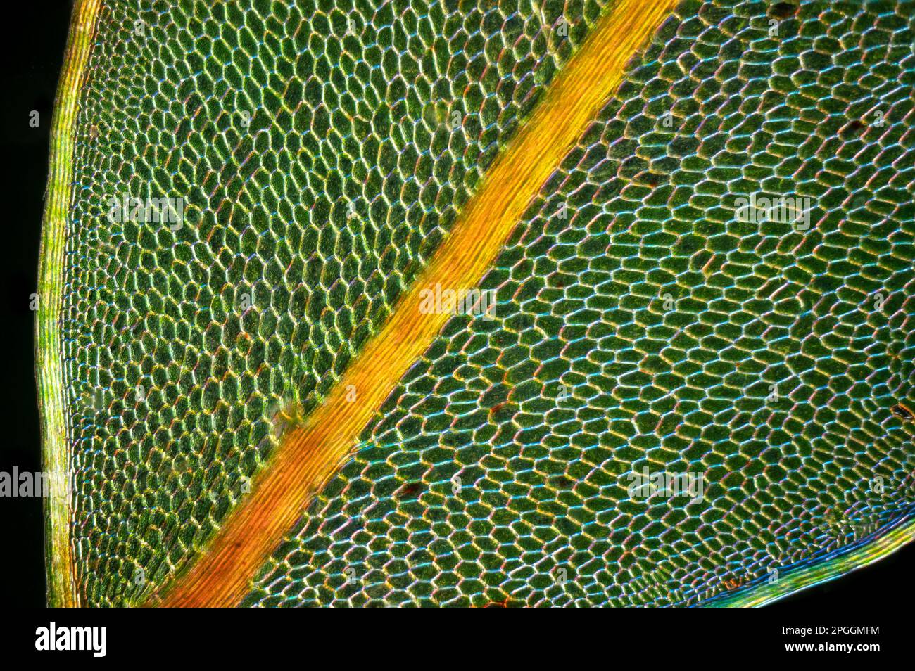 Moss (Cinclidium stygium), light micrograph Stock Photo - Alamy