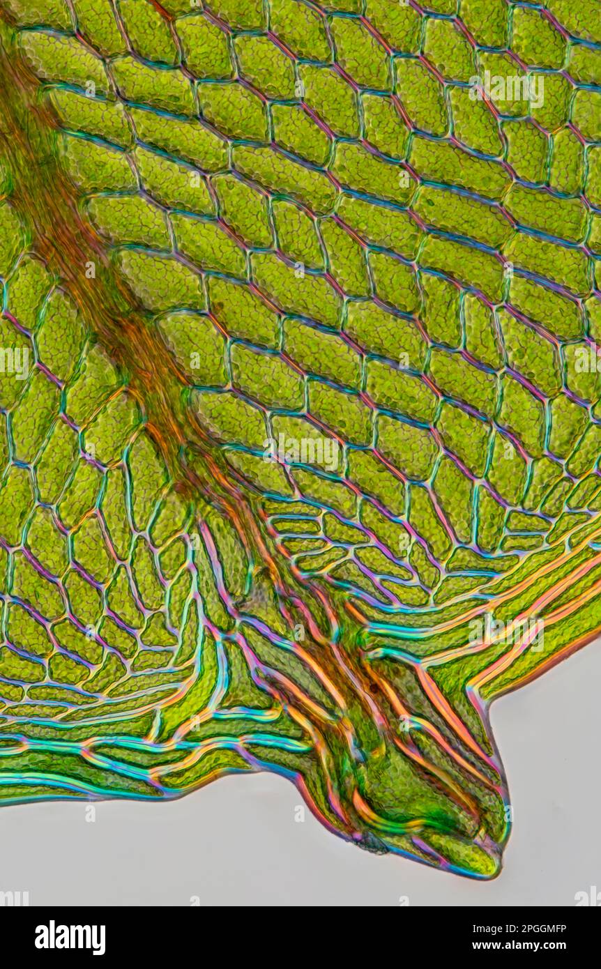 Moss (Cinclidium stygium), light micrograph Stock Photo - Alamy