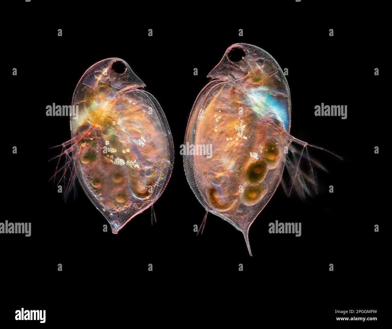 Water flea, light micrograph Stock Photo - Alamy